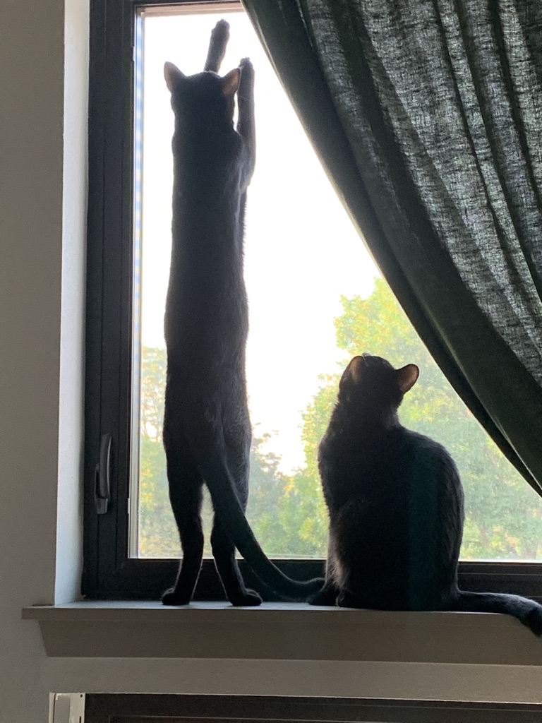 Timothea Biermann – Chameleon Collective